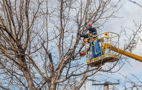The Essential Guide To Tree Trimming Techniques Tools And Safety Measures Tree Service North