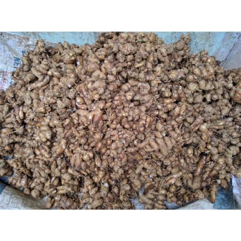 Jual KENCUR CIKUR FRESH DAN BERSIH DARI TANAH DAN AKAR Shopee Indonesia