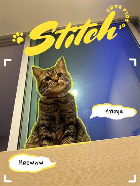 อาหารแมวฉบับขี้เบื่อ ตั้งแต่เด็กจนโต รวมทั้งข้อดี ข้อเสีย แกลเลอรี