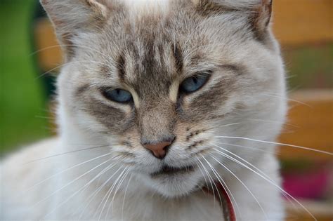 Киски Фото Яндекс – Telegraph