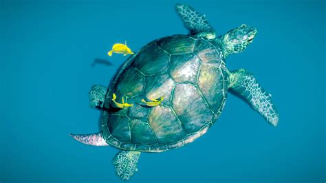 Green Sea Turtle ♂ Animated 3d Model Fbx By Nestaeric