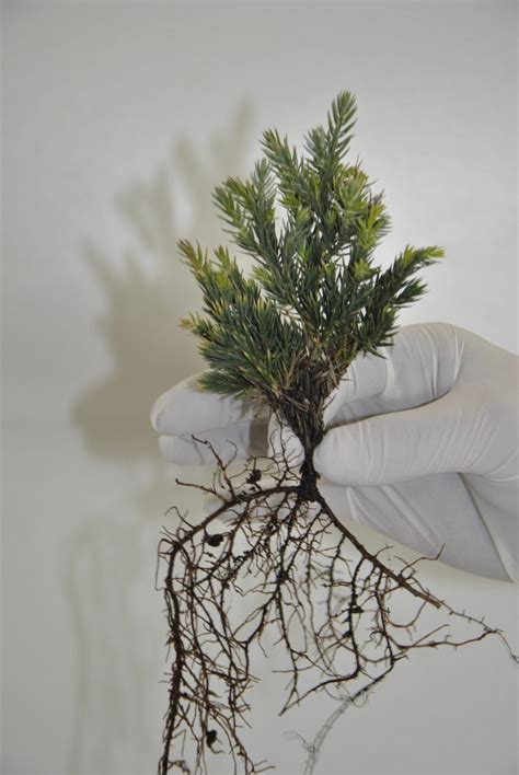 Juniperus Squamata Blue Star Drimgard