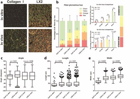 Organoid Extracellular Matrix Ecm Organization In Vitro And In Vivo