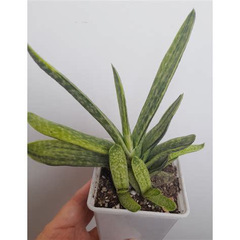 Суккуленты :: Алоэ и гастерии :: Gasteria sp. variegata