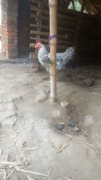 Hen Farming Jaunpur Desi Murgi Palan 🐓🐓🐓🐓🐔🐣🐤🐥🐦🐧 Youtube