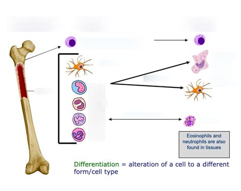 Diagram Of Cells Of The Innate Immune System Quizlet