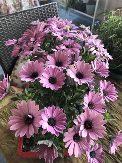 Echinacea Raspberry Beret Ppaf Cpbraf Artofit