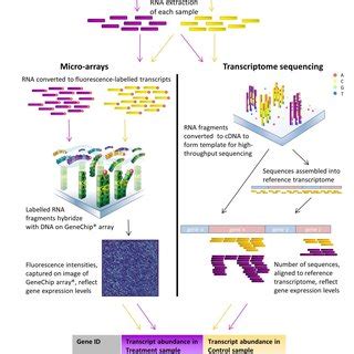 PDF Beyond The Gene List Exploring Transcriptomics Data In Search For Gene Function Trait