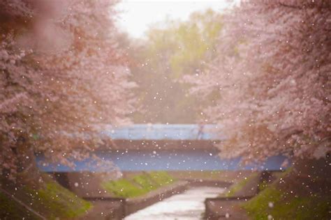 逆光を⽣かして写真を撮影する⽅法 カメラ・レンズ選びと写真撮影のwebガイド｜goopass Magazine