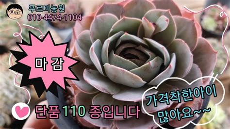 ️착한가격단품110종입니다~다육판매다육식물반려식물축제비바위솔청주다육충북다육대전다육기온차공기정화식물천안다육음성다육진천다육전국다육겨울 Youtube