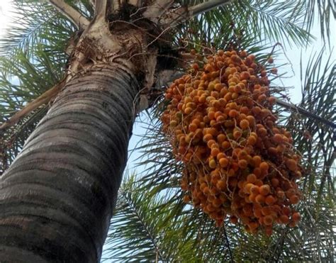 槟榔根腐病发作怎么办？ 知乎