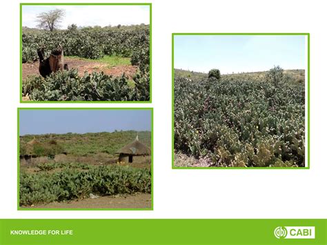 Invasive Alien Plants Land Degradation And Restoration Pdf Agriculture Industries