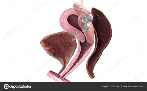 Female Reproductive System Stock Photo Sciencepics 137201904