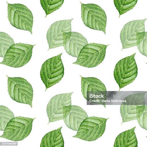 흰색 배경에 고립 된 수채화 녹색 잎의 패턴입니다 엽서 초대장 인사말 카드 벽지 직물에 좋습니다 녹색에 대한 스톡 벡터 아트 및 기타 이미지 Istock