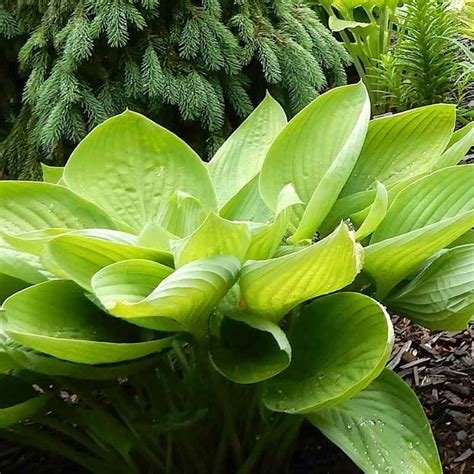 Hosta Dream Boat Stauderiket Blogg