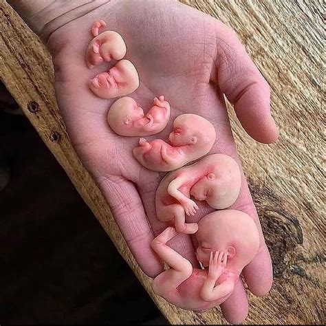 Real Fetus Pictures Week By Week