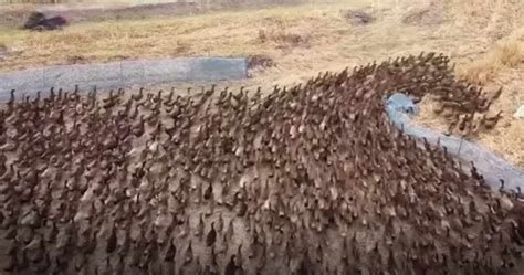 Puluhan Ribu Bebek Di Lepaskan Di Persawahan Untuk Membersihkan Sawah