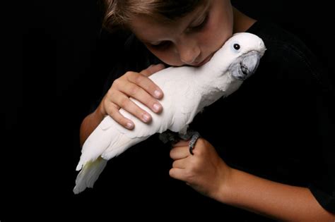 Vent Prolapse In Birds