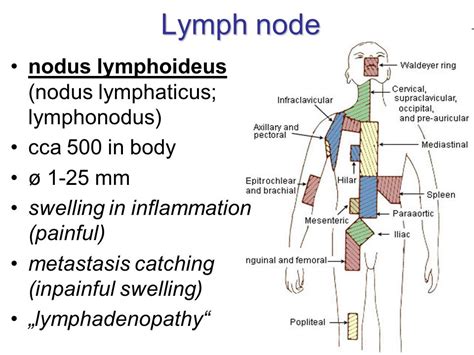 Lymph Nodes And Vessels Ppt Video Online Download