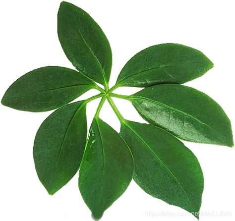 Blender 28制作面片树叶的shading Node设置blender黑白图作为alpha Csdn博客