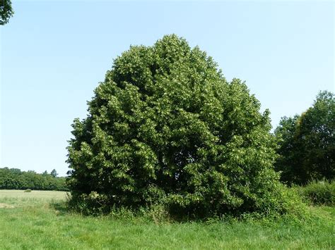 Arbre Mouvant Mefia Te