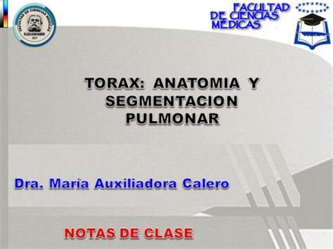 Resúmenes De Segmentación Pulmonar Descarga Apuntes De Segmentación Pulmonar