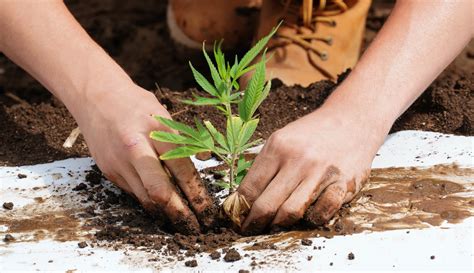 Purdues Hemp Specialist Observes Birth Of A Hoosier Industry