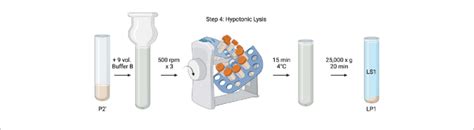 Hypotonic Lysis Schematic Of Step 4 The Hypotonic Lysis Of