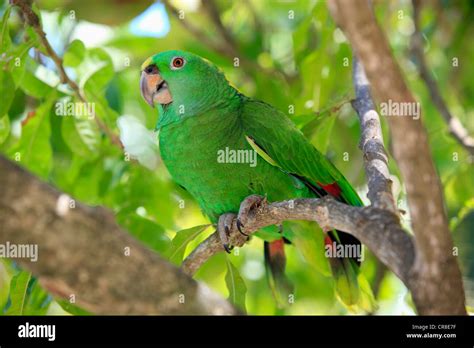 Yellow Naped Parrot Or Yellow Naped Amazon Amazona Auropalliata
