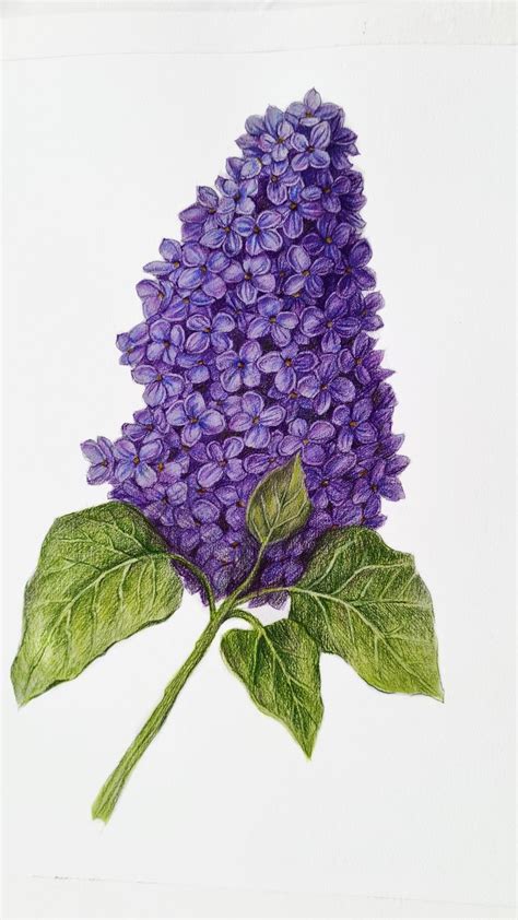 Сирень цветными карандашами 💜 Сирень Рисунок цветными карандашами
