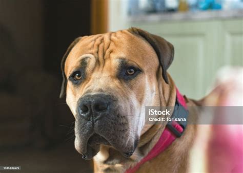 Boerboel 또는 Boerboel 남아프리카에서 유래 한 개 품종은 몰로 시안 그룹 마스티프에 속합니다 클로즈업 개에 대한