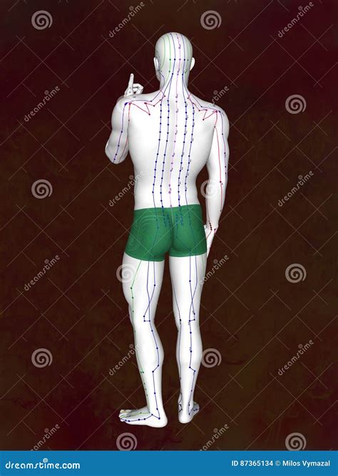 Acupuncture Model M Pose Ehp 02 5 3d Illustration Stock Illustration