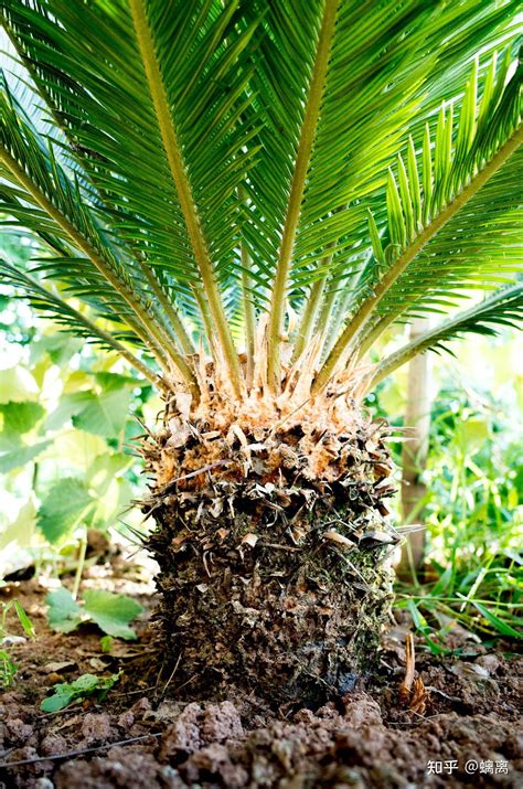 中生代或者之前的植物会更好吃吗？ 知乎