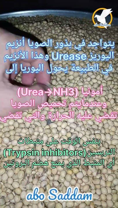 تحميص فول الصويا قبل خلطه على كلفة الحمام ابوصدام Youtube