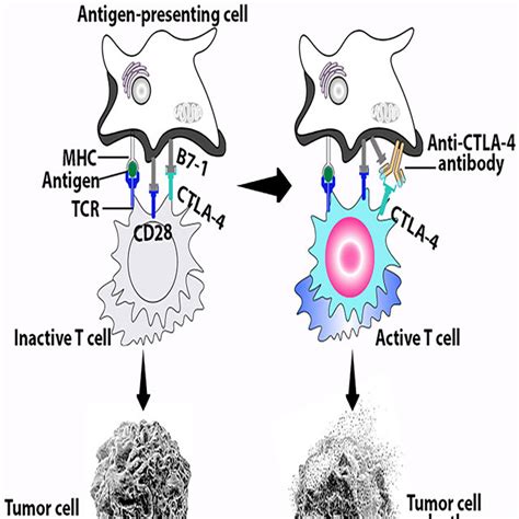 Pd 1pd L1 Immune Checkpoint Inhibition Induced T Cell Killing Of Tumor