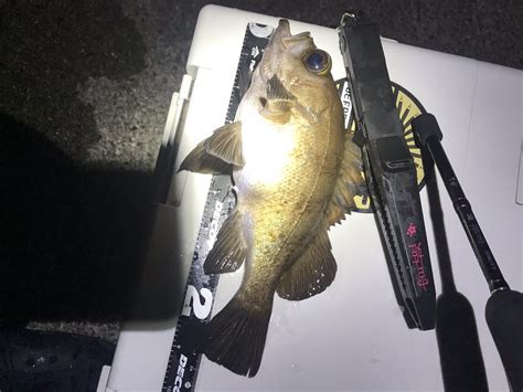 呉 エギング メバリング 広島 コジコジの釣り日記