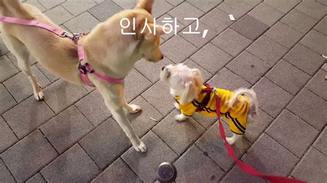 강아지 저녁 산책 나왔어요 Youtube