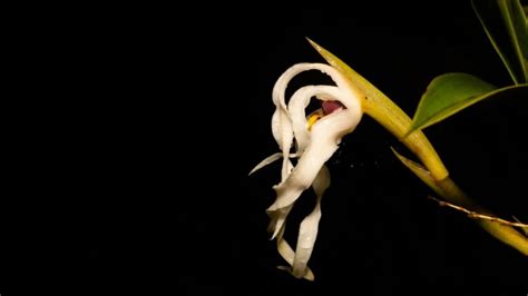 Colombia El País De Las Orquídeas Descubrió Una Nueva Especie De La