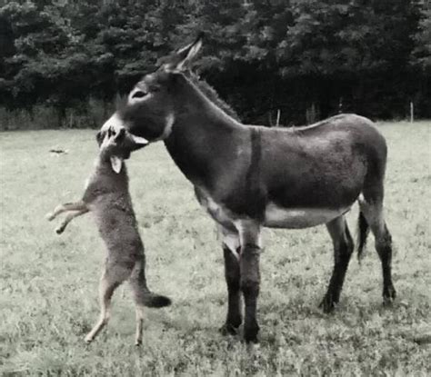 Nuôi Lừa để Ngăn Sói Tại Sao Lừa ăn Cỏ Lại Không Sợ Sói ăn Thịt