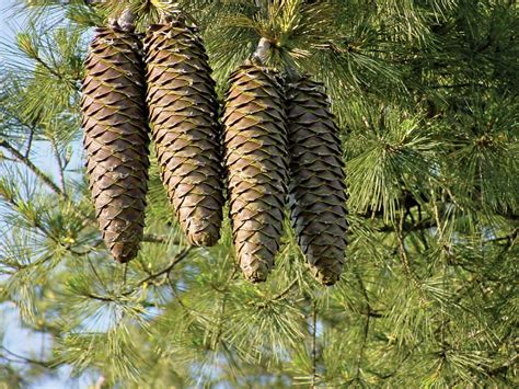 Pine Conifer Needles Species Britannica