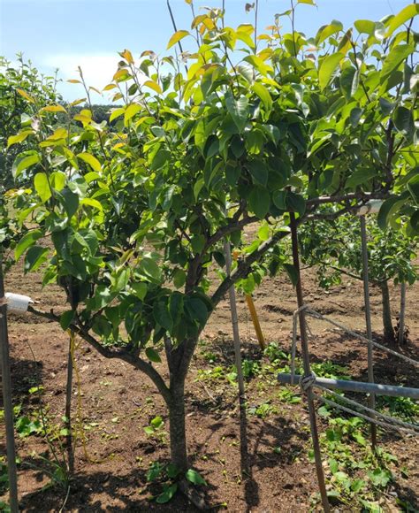 배나무숲명소 배나무 병충해 꽃 관리 수확요령 네이버 블로그