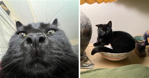 Una Void Ably Cute 25 Absolutely Adorable Pics Of Super Chill Void