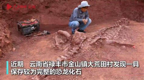 云南禄丰发现一具8米长恐龙化石 完整度超70 搜狐大视野 搜狐新闻
