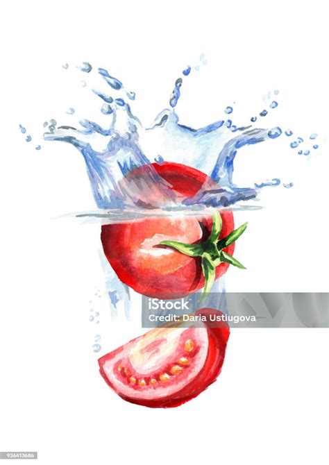 흰색 바탕에 절연 물으로 떨어지는 신선한 토마토 수채화 손으로 그린 그림 건강관리와 의술에 대한 스톡 벡터 아트 및 기타 이미지