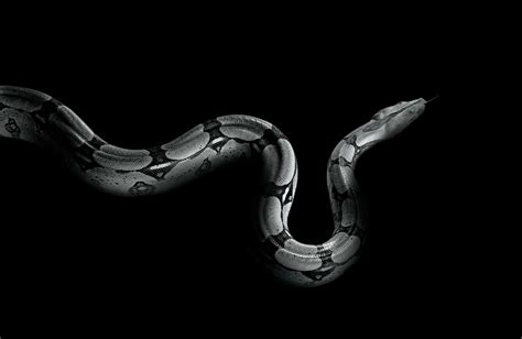 Download An Image Of Python Programming Language Wallpaper