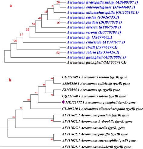 Phylogenetic Tree Construction Based On The 16s Rdna Sequence Showing