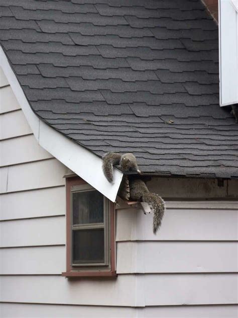 Squirrel Damage To House Closetdehumidifier