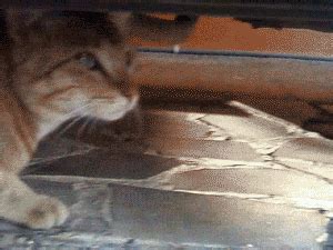 Soogif