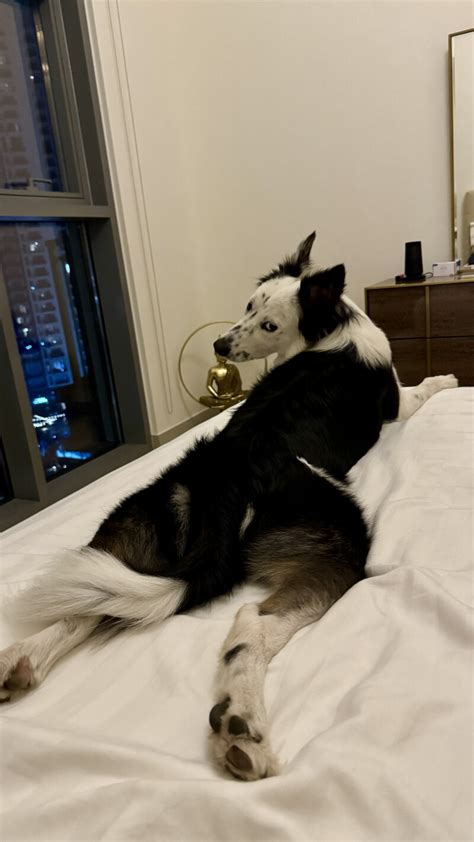 犬が背中やお尻を向けてくるのはなぜ？嬉しい理由があった！｜いきいき！いきもの