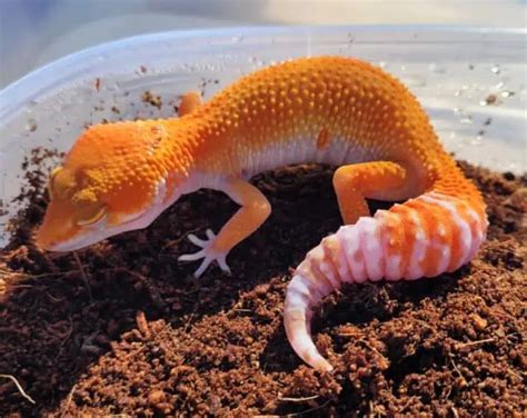 Sunglow Leopard Gecko Morph: Your Ultimate Guide - ReptileBreeds.com